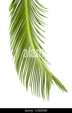 Tropical sago palm leaf. Curly buds of a cycad Japanese sago palm Stock ...