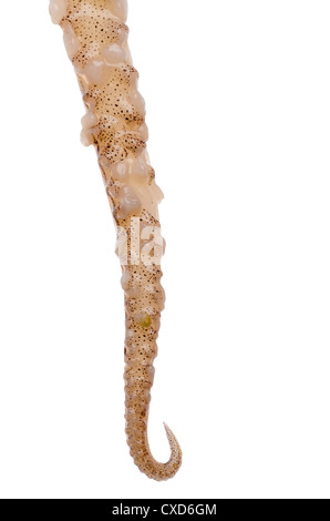 Prepared squid tentacle Stock Photo - Alamy