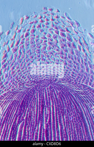 micrograph plant root tip tissue cell Stock Photo - Alamy