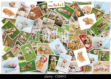 Collage about beautiful purebred cute dog, black scottish terrier ...