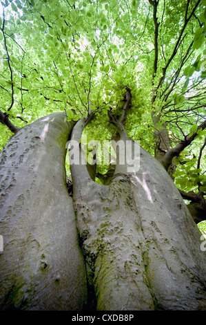 A large Beech tree (fagus sylvatica) backlit by a low autumn sun stands ...