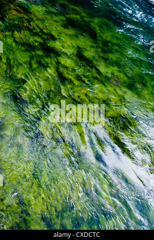 Green algae in fast flowing river Stock Photo - Alamy