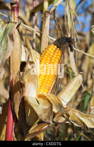 corn crop at the end of summer Stock Photo - Alamy