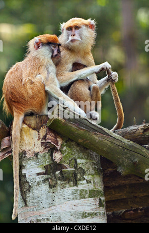 Family of monkeys Stock Photo - Alamy