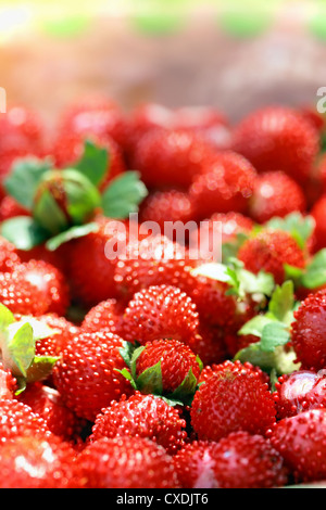 Details of red wild strawberry Stock Photo - Alamy