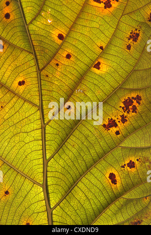 Decomposition of Teak Leaf, close up, isolated on white background ...