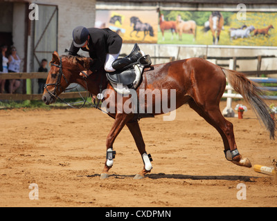 Horse refuse to jump and dismount his rider over the obstacle Stock ...