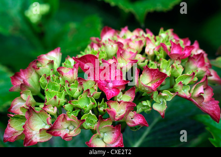 hydrangea macrophylla alpengluhen syn alpine glow pink flowers ...