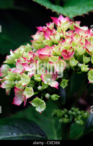 Pink and white flowers on bush Stock Photo - Alamy