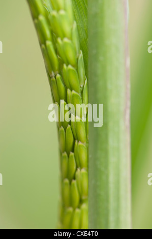Close up of green barley grain ears Stock Photo - Alamy