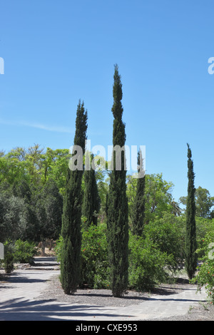 Slender cypress trees Stock Photo - Alamy