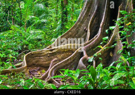 Giant Root of an ancient rainforest tree in Dorrigo National Park Stock ...