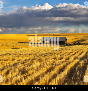 field of wheat after harvesting Stock Photo - Alamy