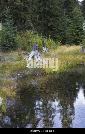 Snags on coast Stock Photo - Alamy