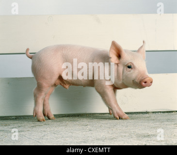 YORKSHIRE PIGLET, 15 LBS., 3 WEEKS OLD Stock Photo - Alamy