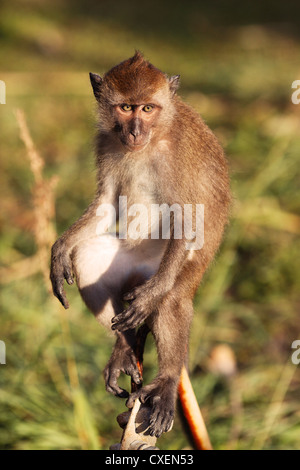 A vertical closeup of a rhesus macaque sitting on the ground. Macaca ...
