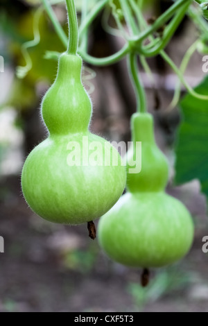 green calabash or Chinese Bottle Gourd is used by many cultures around ...