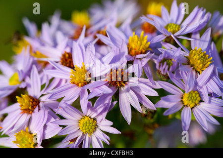 Sea Aster; Aster tripolium; UK Stock Photo - Alamy