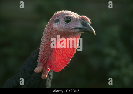 Norfolk Black Turkey Portrait Stock Photo - Alamy