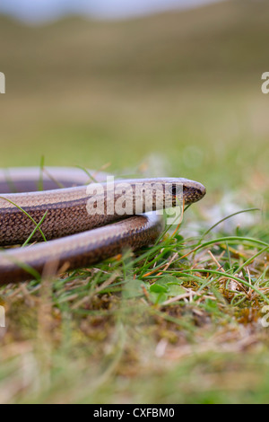 Coiled slow worm Stock Photo - Alamy