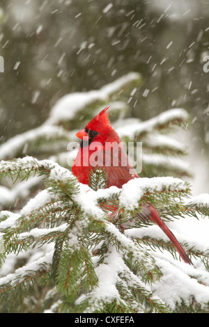 Northern Cardinal (Cardinalis cardinalis) Aves Stock Photo - Alamy