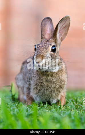 Backyard bunny rabbit with brown fur and his ears sticking straight up ...