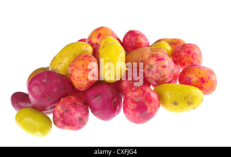 Olluco (Ullucus tuberosus) melloco or papa lisa, tuber from the Andes ...