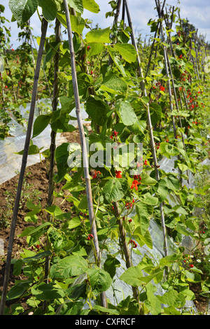 green kidney beans growing in a field Stock Photo - Alamy