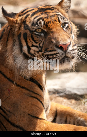 Sumatran tiger head in profile Stock Photo - Alamy