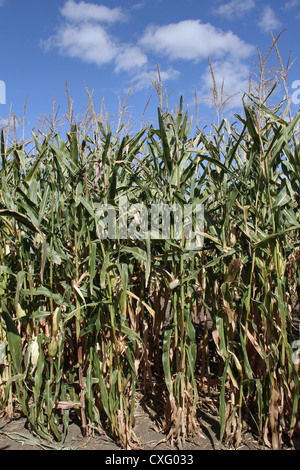 Green field of corn growing up in farmland Stock Photo - Alamy