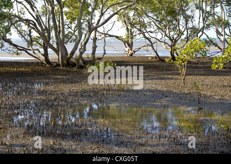 Australian Grey Mangrove (Avicennia marina) tree, on rocky beach ...