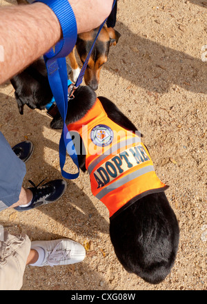 Rescue dogs wearing "Adopt Me" vests Stock Photo - Alamy