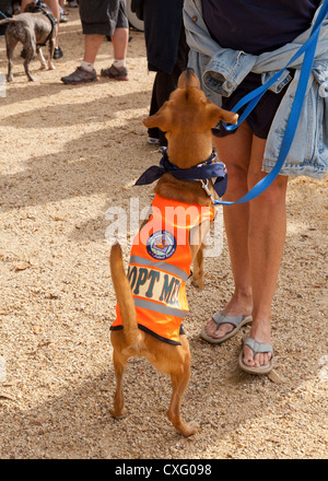 Rescue dog wearing "Adopt Me" vest Stock Photo - Alamy