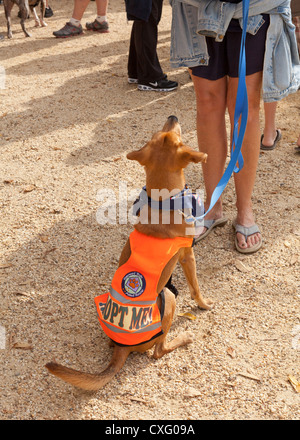Rescue dog wearing "Adopt Me" vest Stock Photo - Alamy