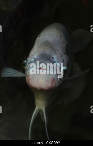 An ugly fish in a fish tank Stock Photo - Alamy