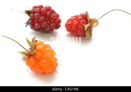 Ripe red and orange wild raspberries Stock Photo - Alamy