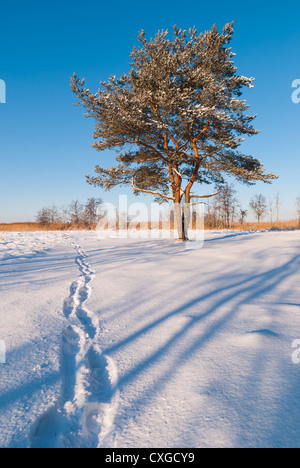 A lone Cedar tree in a forest of deciduous trees Stock Photo - Alamy