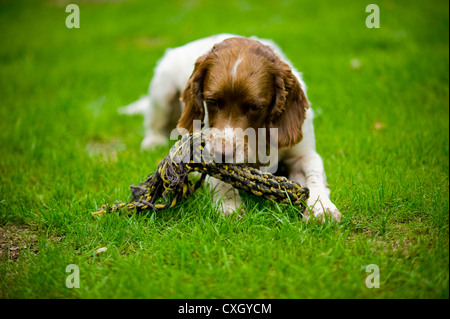 A tan (brown) and white English Springer Spaniel dog Stock Photo - Alamy