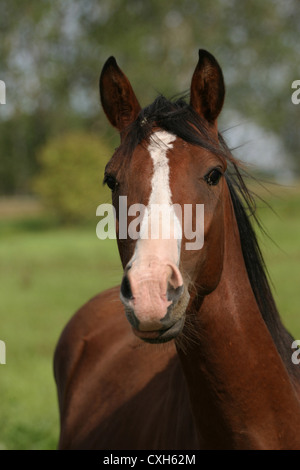 German Riding Pony Portrait Stock Photo - Alamy