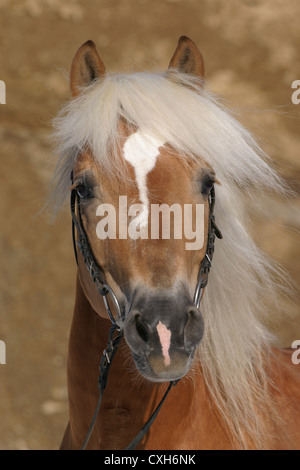 Haflinger Horse. Light sorrel, stallion standing, seen side-on. Germany ...
