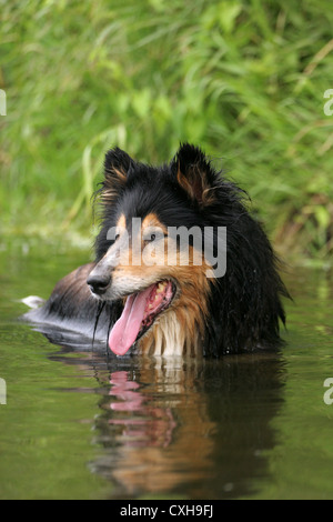 bathing longhaired Collie Stock Photo - Alamy