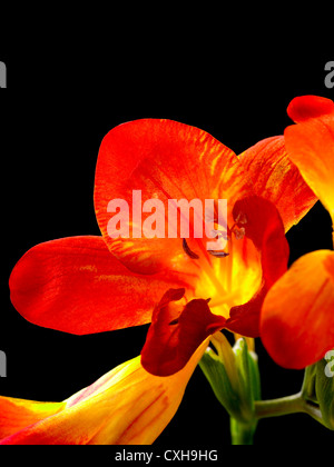 Freesia. Common name Freesia Stock Photo - Alamy