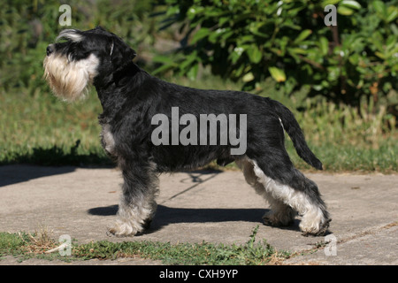 Dog - Miniature Schnauzer. Side view Stock Photo - Alamy