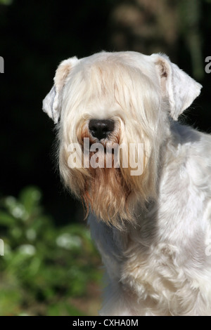Dog - Miniature Schnauzer. Side view Stock Photo - Alamy