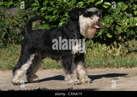 Miniature Schnauzer, side view Stock Photo - Alamy