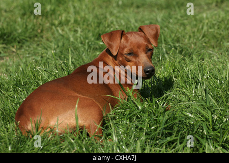 miniature pinscher, miniature pinschers Stock Photo - Alamy