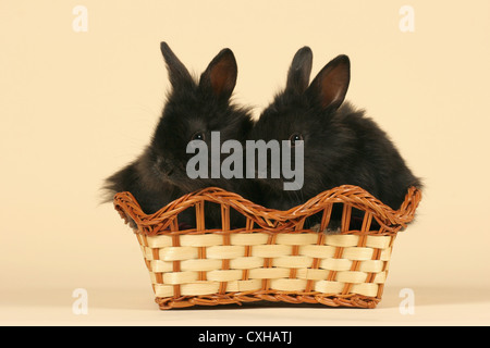 young pygmy bunny Stock Photo - Alamy