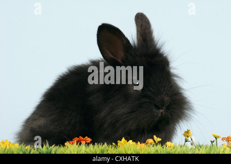 young pygmy bunny Stock Photo - Alamy