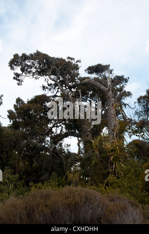 Rimu trees are still growing near Okarito in a remaining lowland forest ...