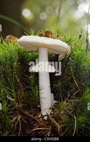 White dapperling (Leucoagaricus leucothites), edible mushroom in ...
